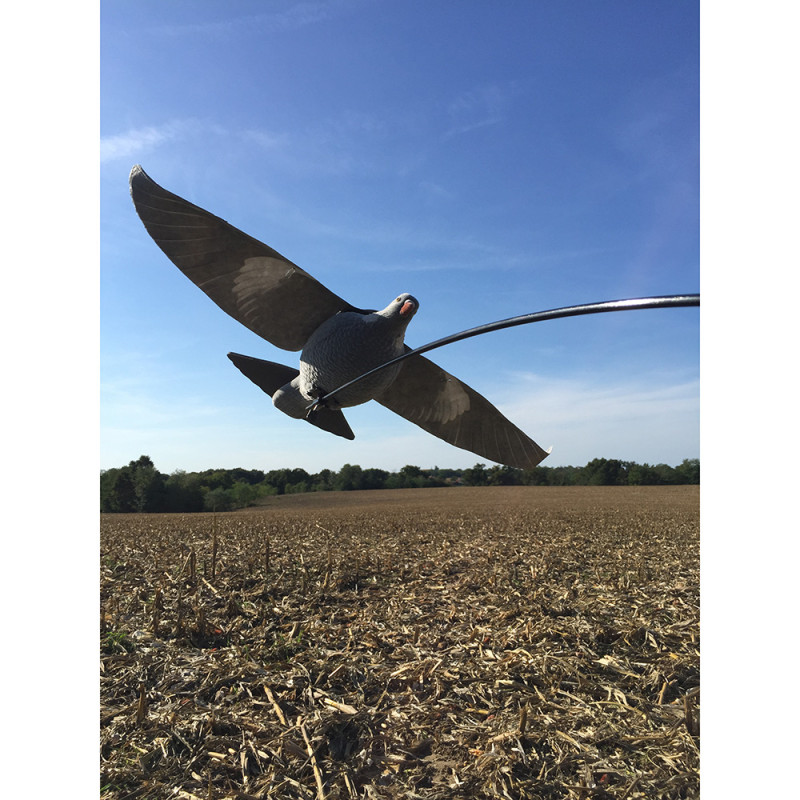 Pigeon floater step-flap - Roumaillac