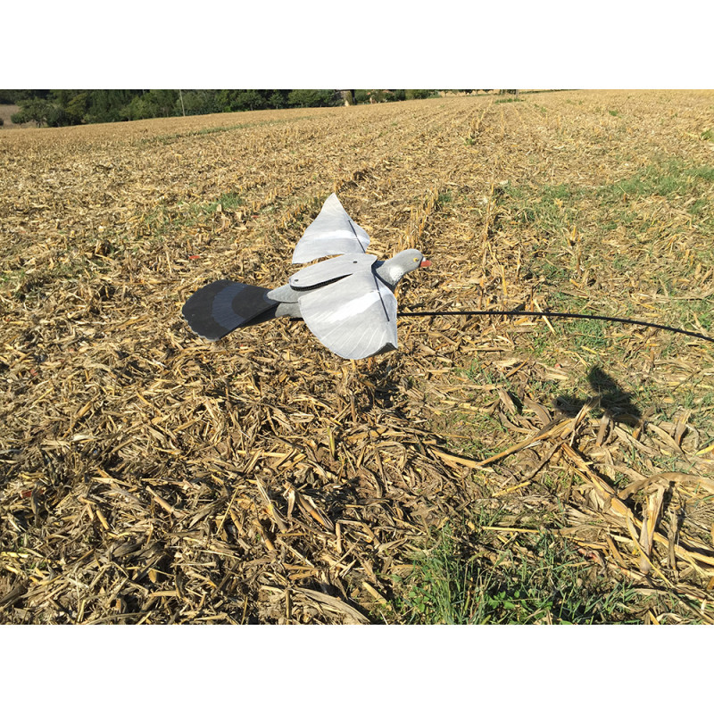 Pigeon floater step-flap - Roumaillac