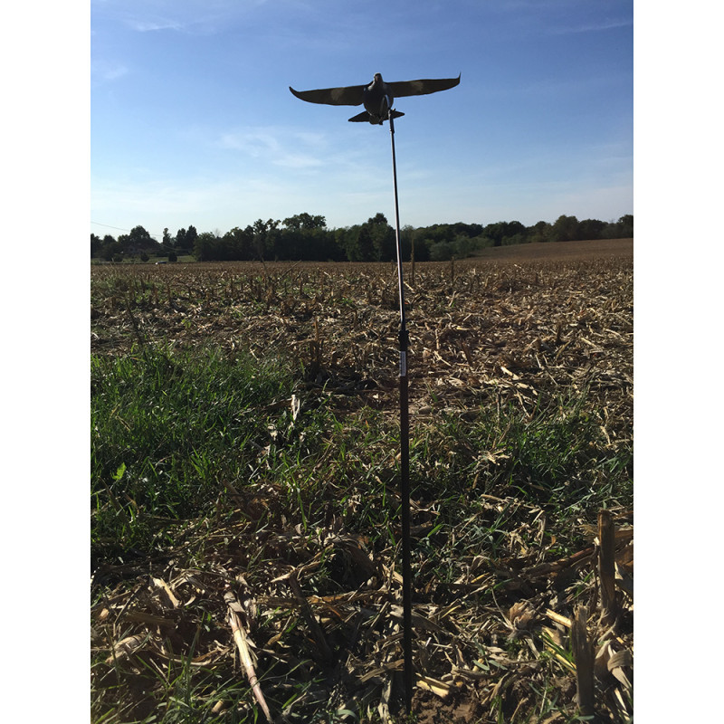 Pigeon floater step-flap - Roumaillac